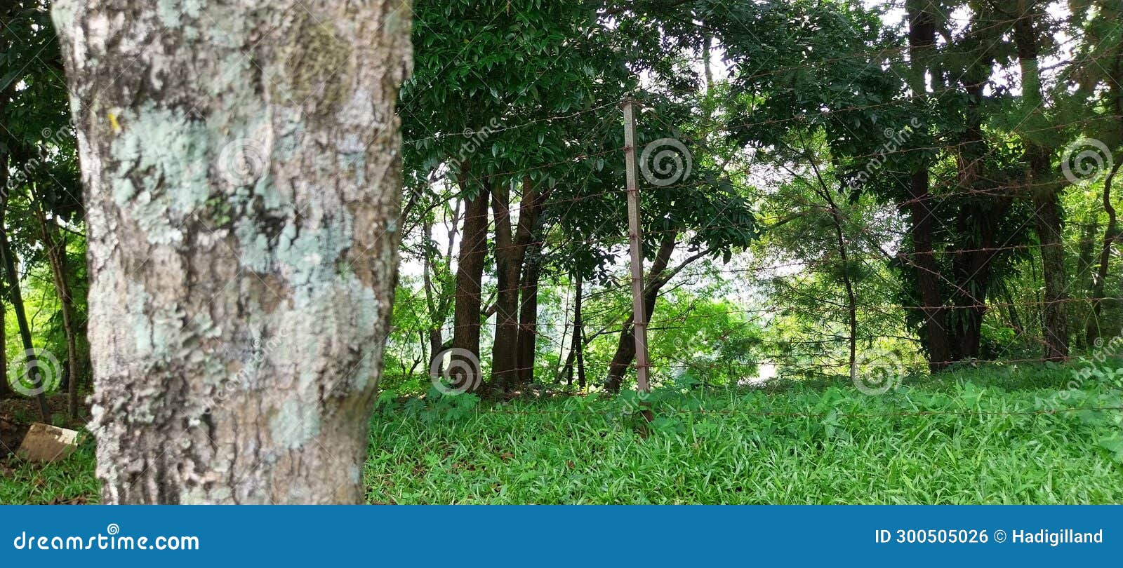 Green Trunk Of The Palo Verde Tree In The Native Environements Of ...