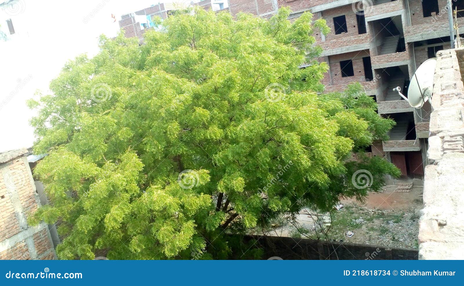 Tree is green very cool stock photo. Image of tree, cool - 218618734
