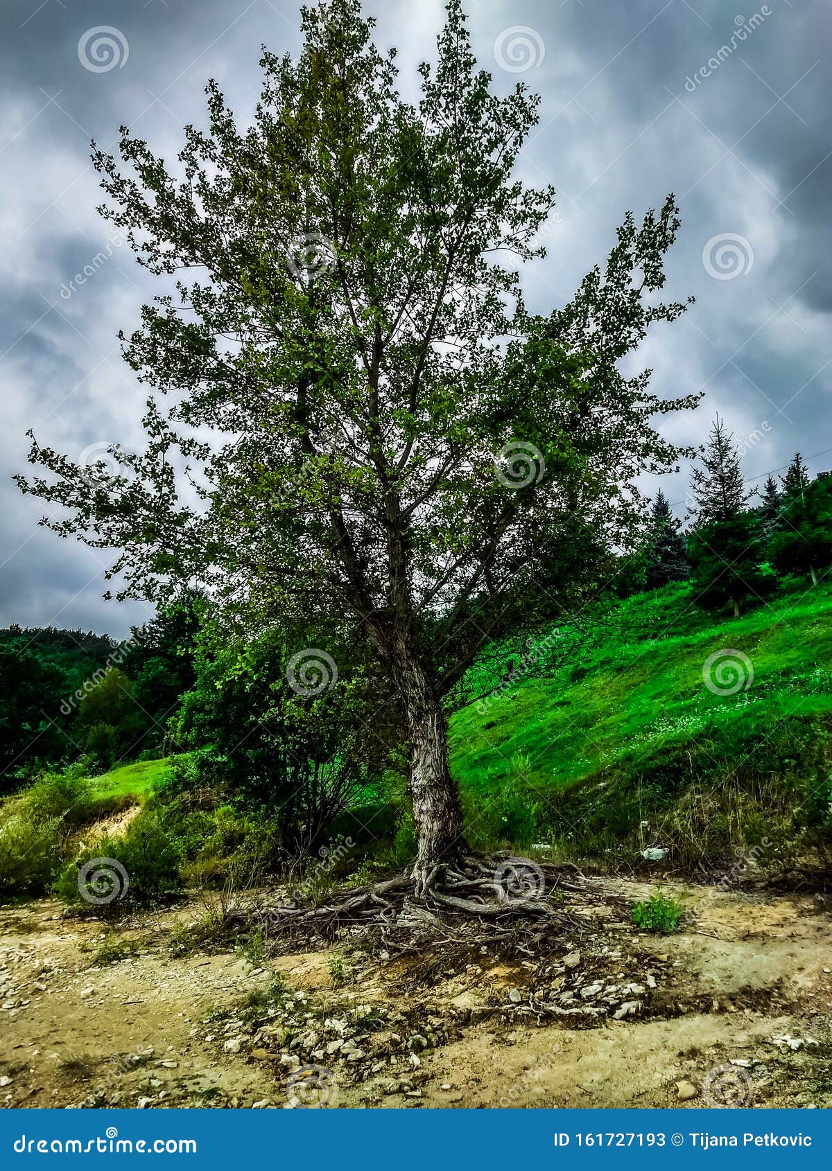 Tree Green Wallpaper Sky Root Stock Image - Image of root, wallpaper ...
