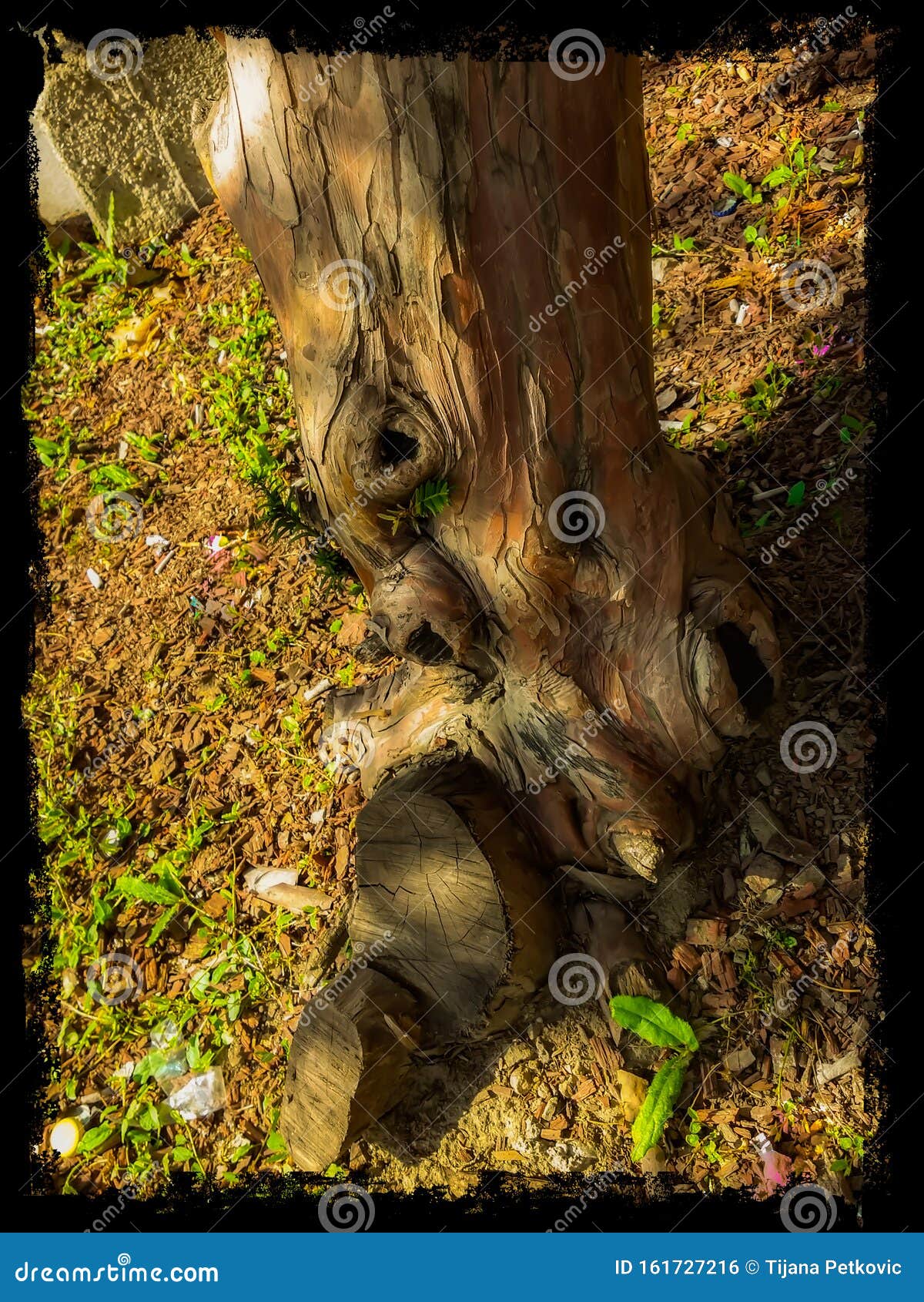 Tree Green Wallpaper Sky Root Stock Photo - Image of root, wallpaper ...