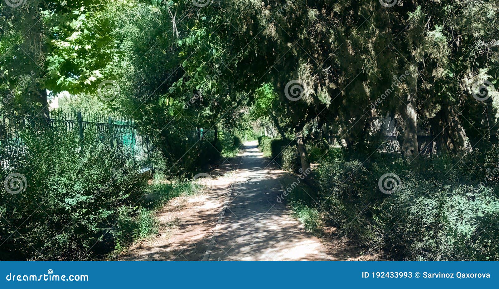 Tree, Green, Way, Tree Area, Nature Stock Image - Image of nature, tree ...