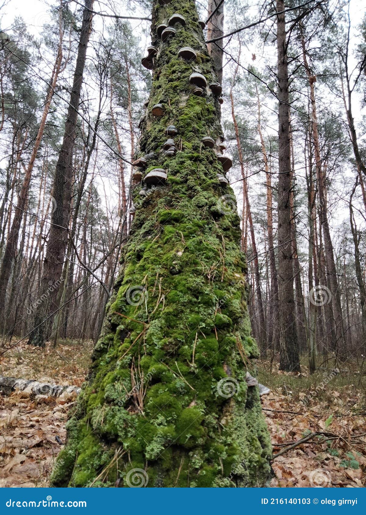 Tree green wood forest one stock image. Image of wood - 216140103