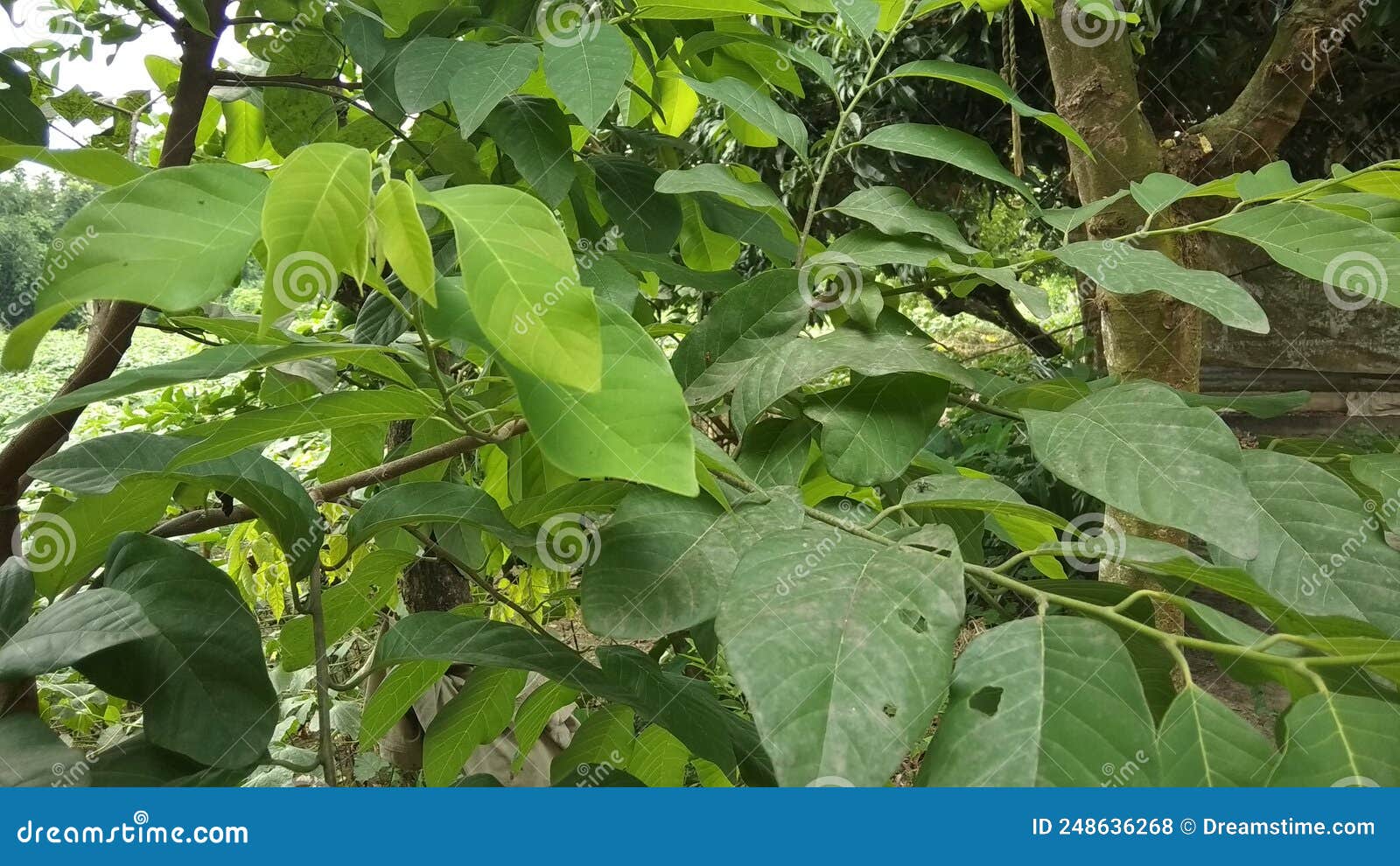 Tree, greenery, nacher stock photo. Image of green, plant - 248636268