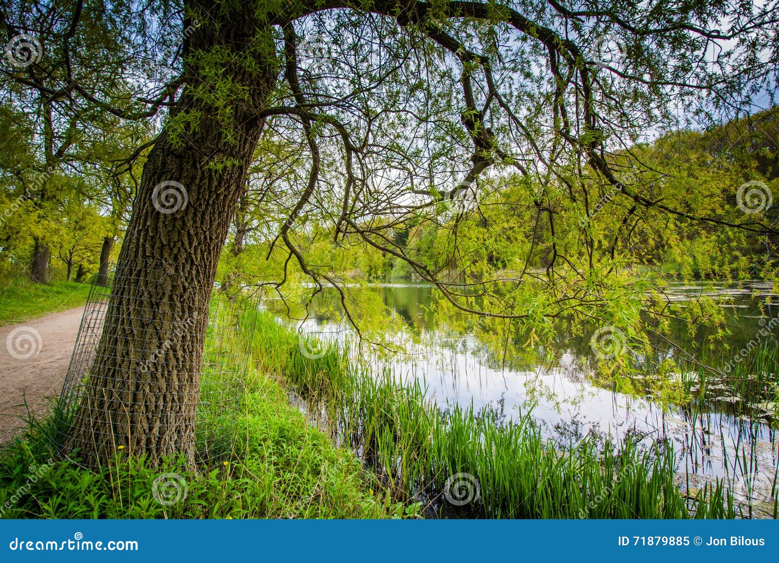 Tree and the Grenadier Pond, at High Park, in Toronto, Ontario. Stock ...