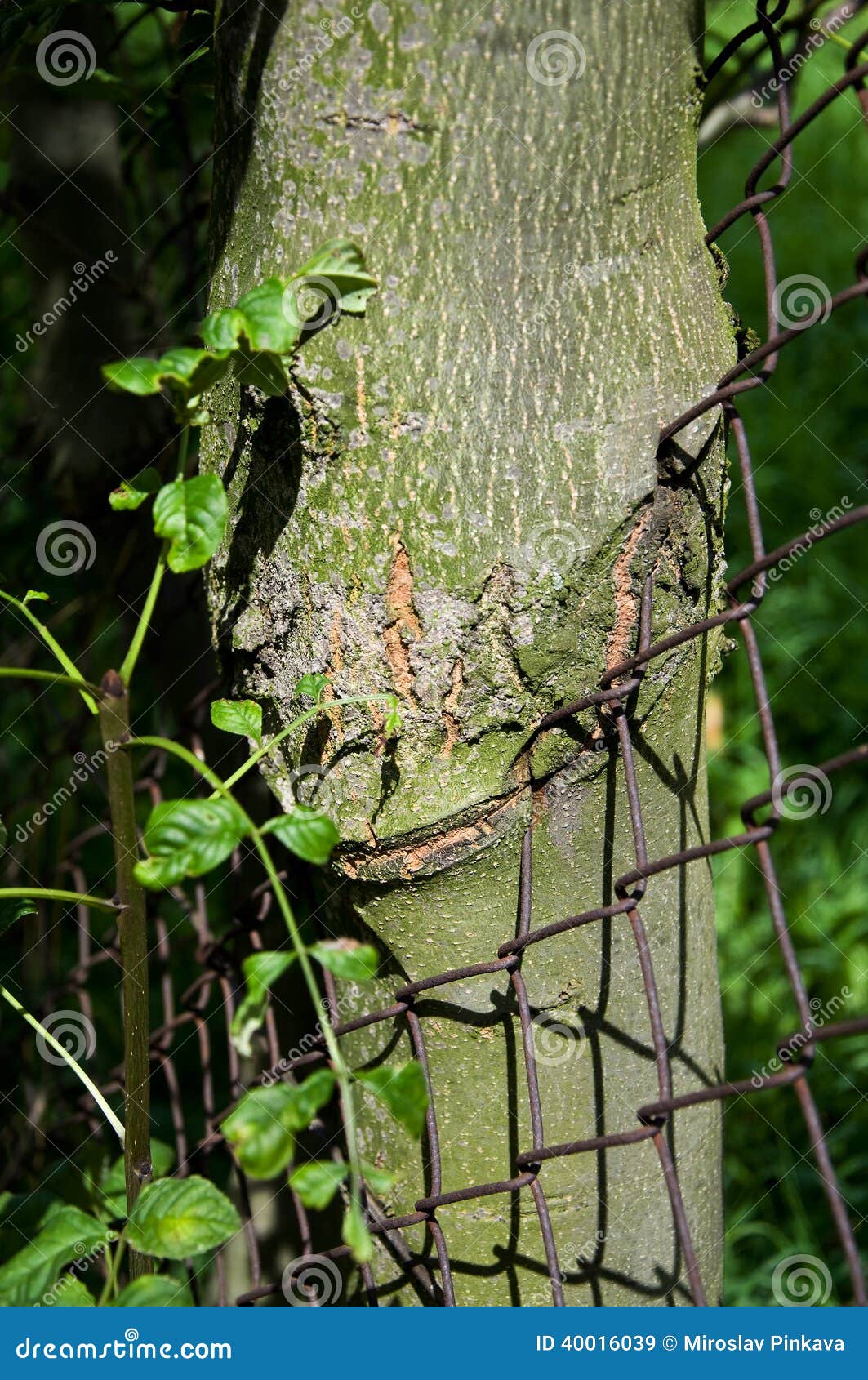 A Tree Grew through the Fence Stock Image - Image of ingrown, curved ...