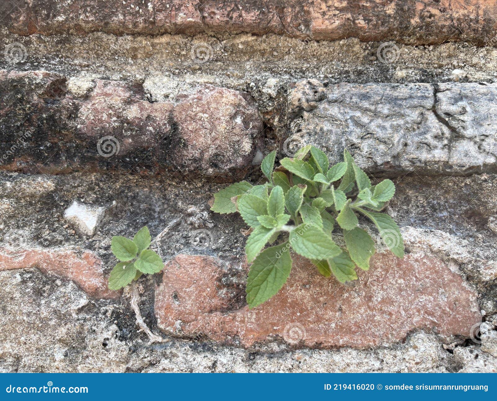 A Tree Grew Out of a Crack in the Cement Wall. Stock Photo - Image of ...