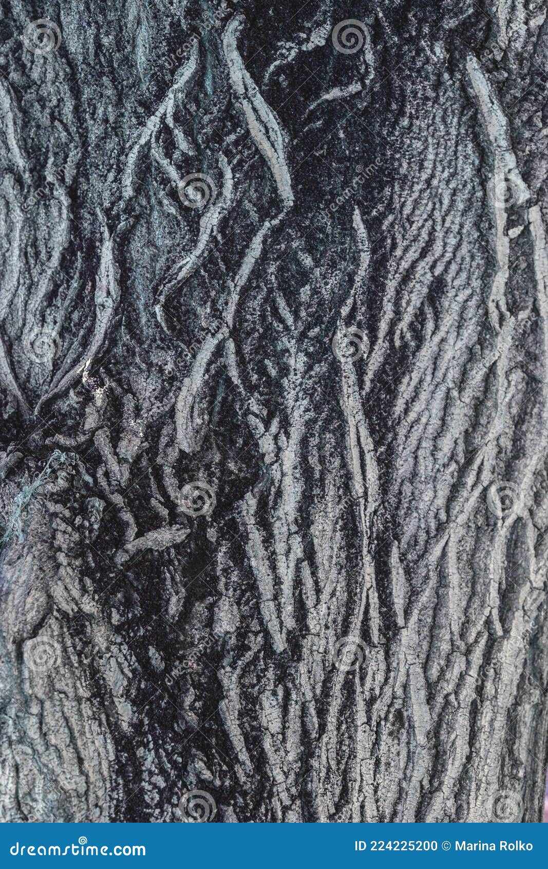 Tree of Grey Color As Wood Texture for Background Stock Photo - Image ...