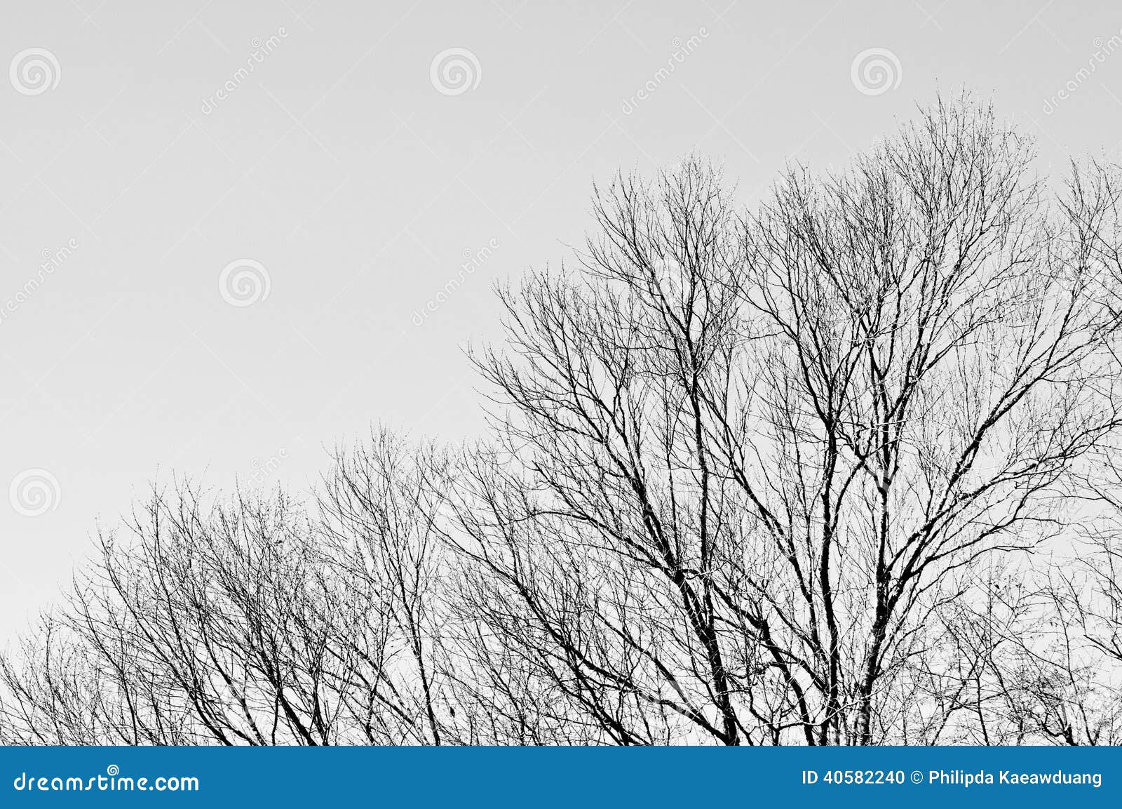 Tree with Grey Sky Background Stock Photo - Image of autumn, frozen ...