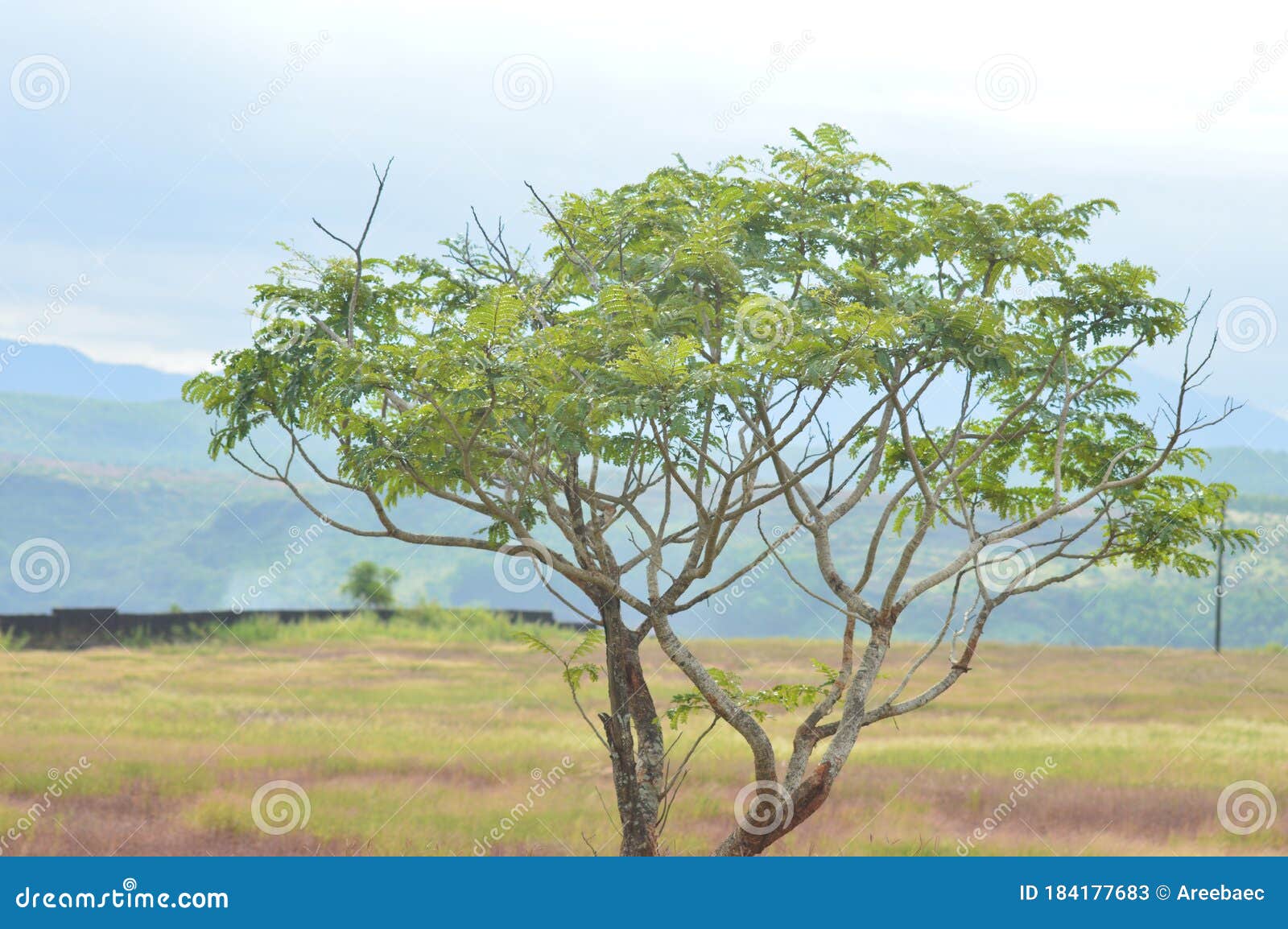 Tree on ground stock image. Image of green, branc, grass - 184177683