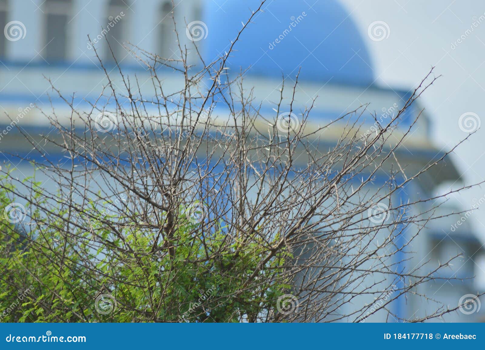 Tree on ground stock photo. Image of tree, branc, grass - 184177718