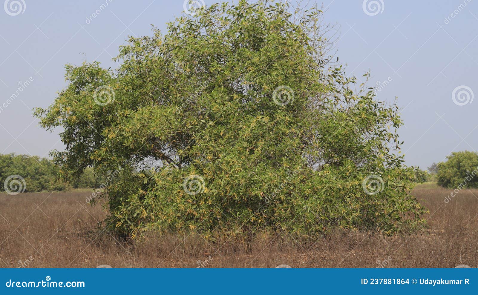 Tree in the Ground and Beautiful Nature Stock Photo - Image of colorful ...