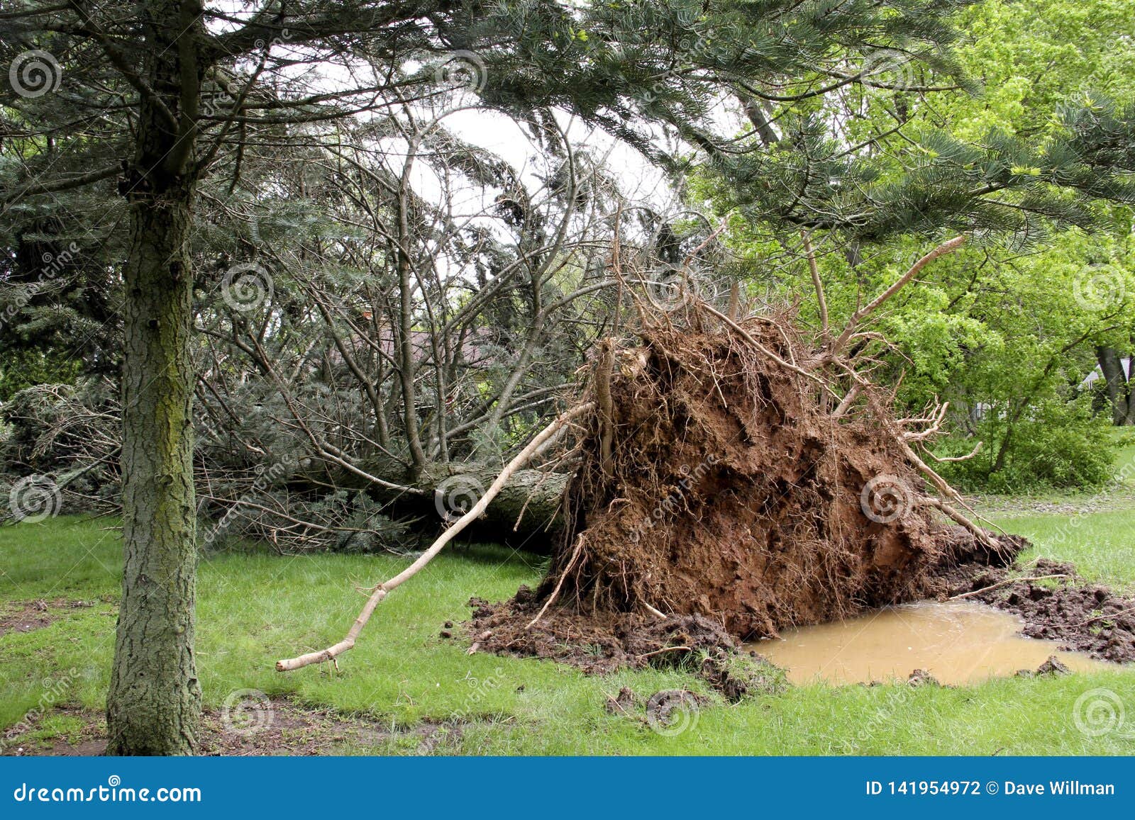 Tree on the Ground from a Storm Stock Photo - Image of tree, tornado ...