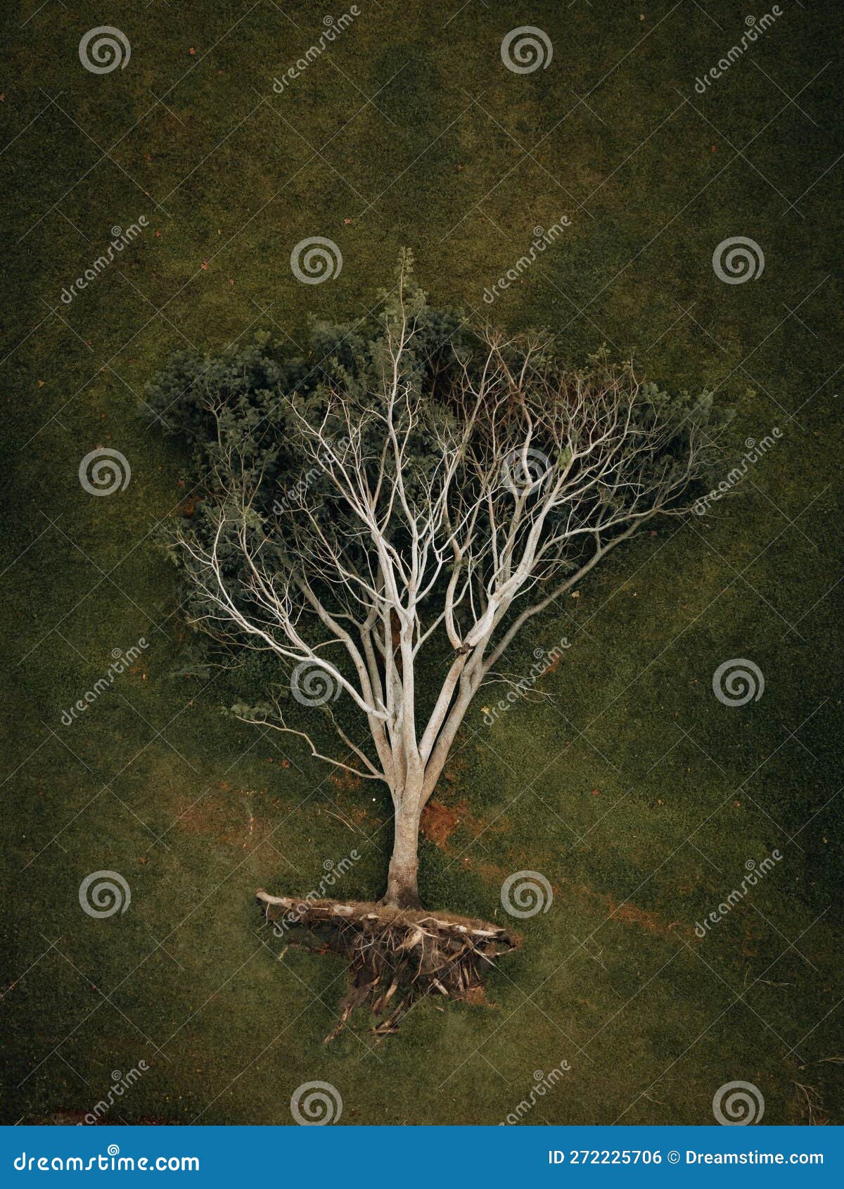 Tree at the Ground Top Down View Stock Photo - Image of view, green ...