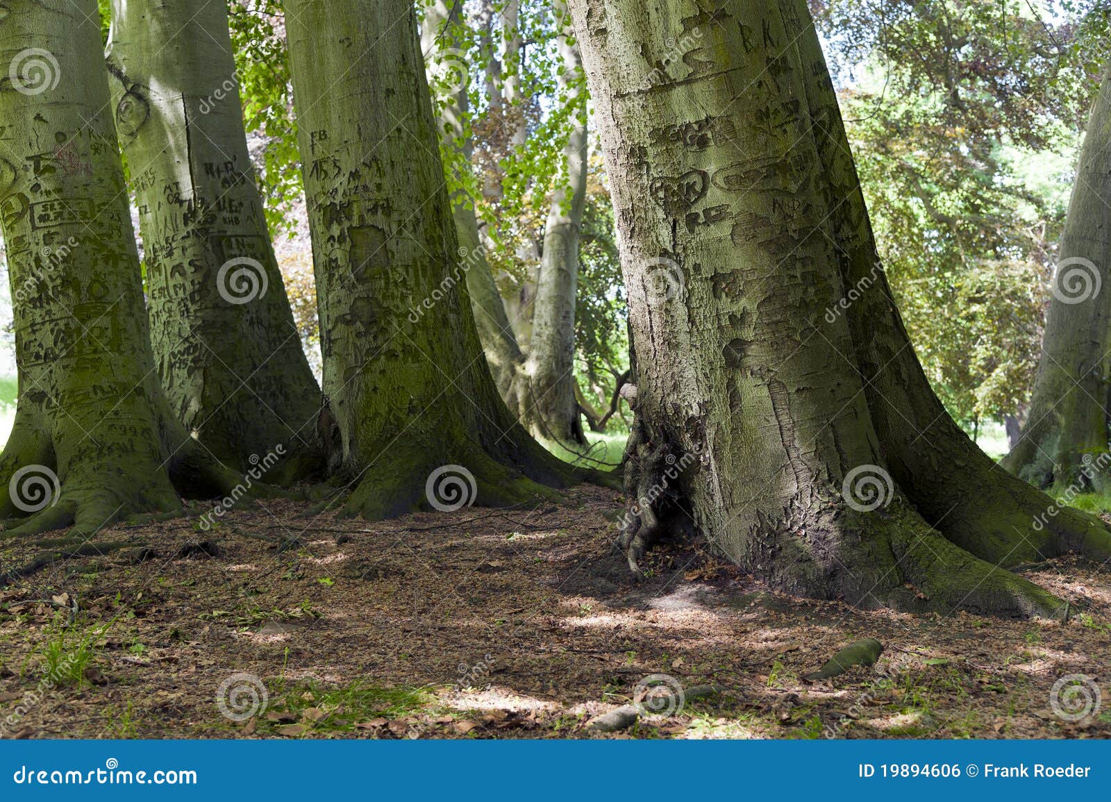 Tree group stock photo. Image of forestry, letters, forest - 19894606
