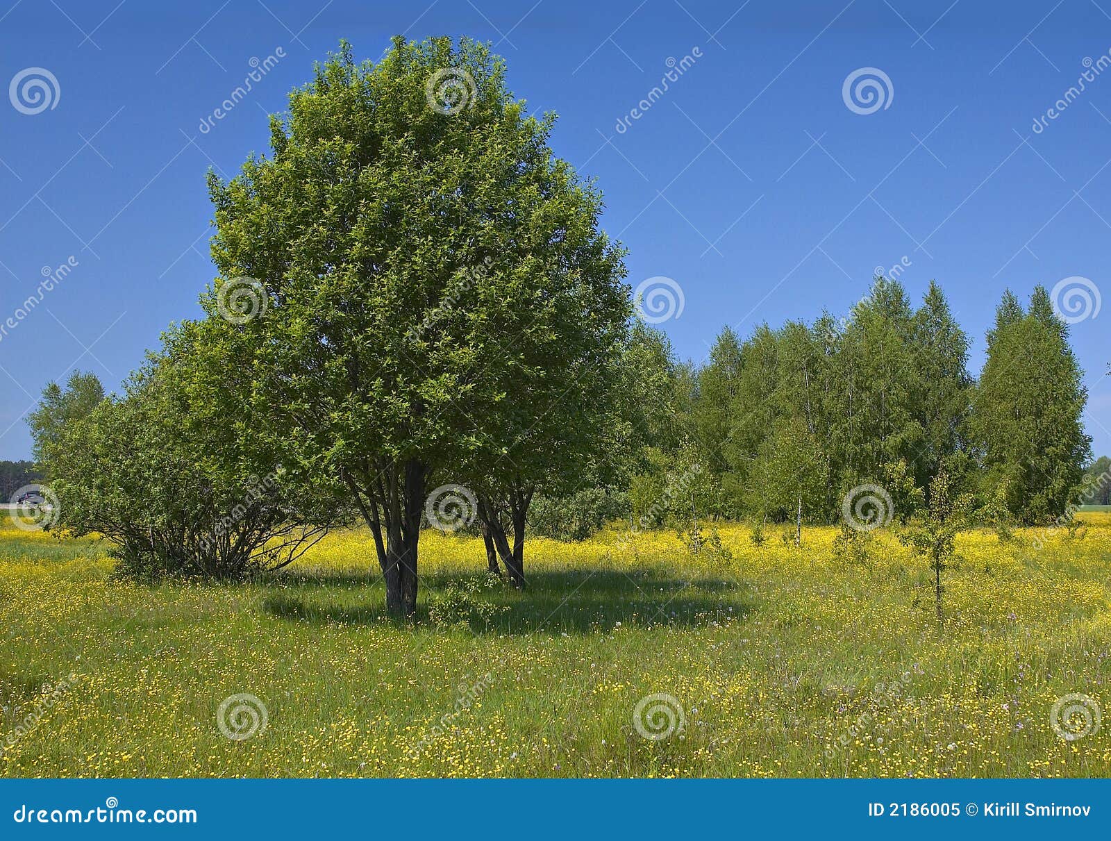 Tree Grove stock image. Image of calm, green, landscape - 2186005