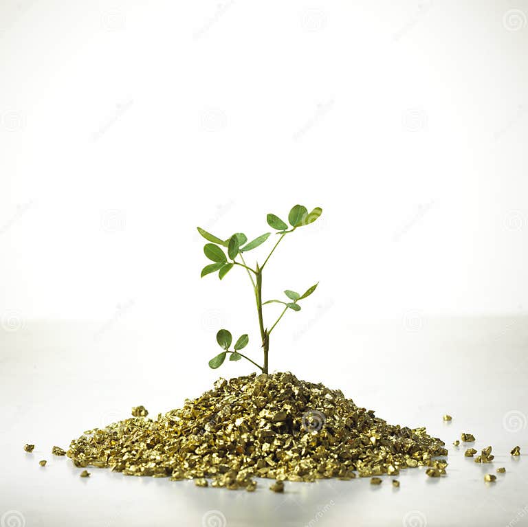 Tree grow on gold stock photo. Image of concept, business - 11382548
