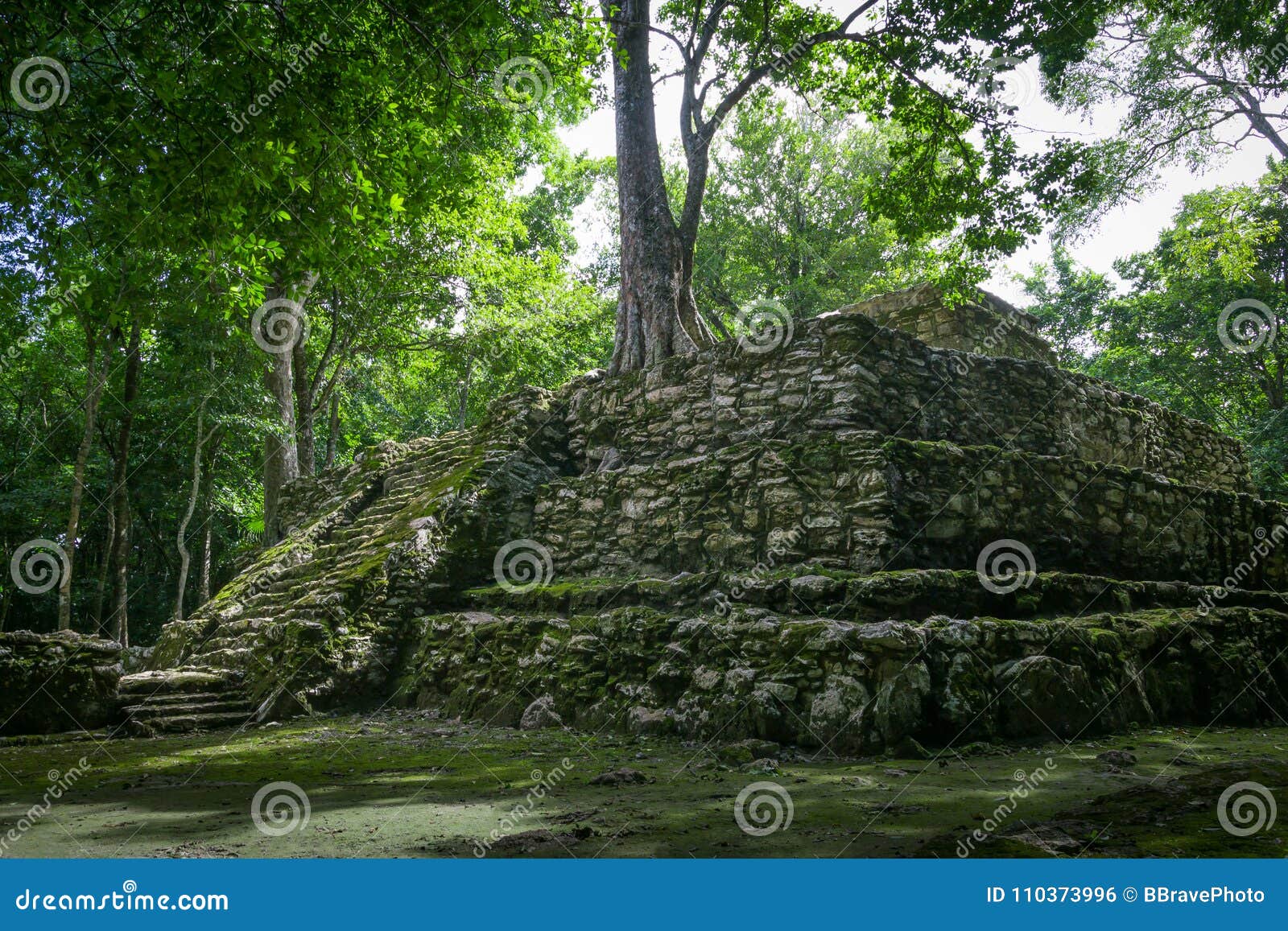 Tree Growing on Ancient Maya Temple Complex in Muil Chunyaxche Stock ...