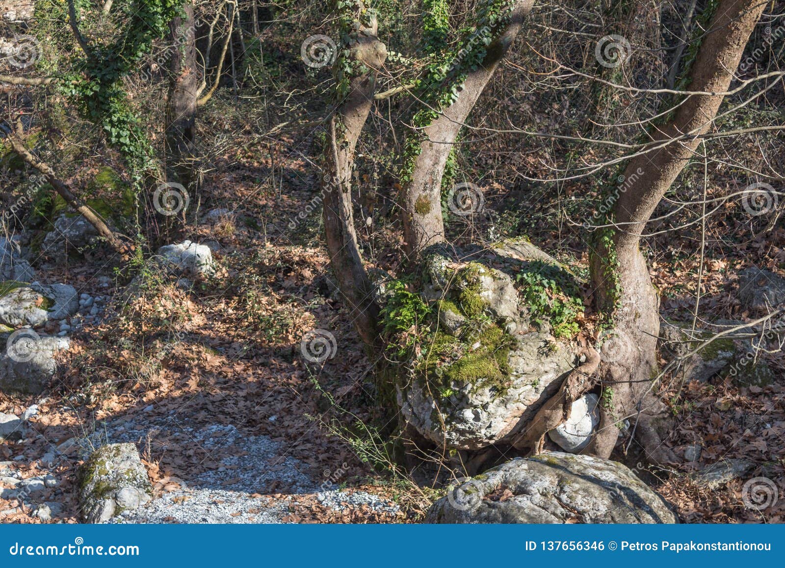 Tree Growing Around a Huge Rock Stock Photo - Image of inside, plant ...