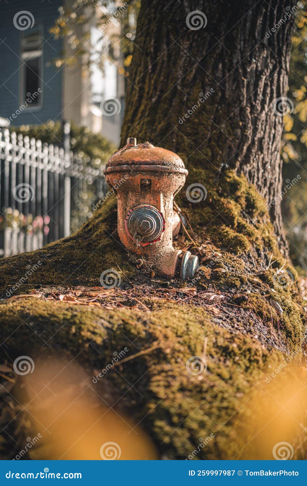 Tree Growing Around Old Fire Hydrant Stock Image - Image of road ...
