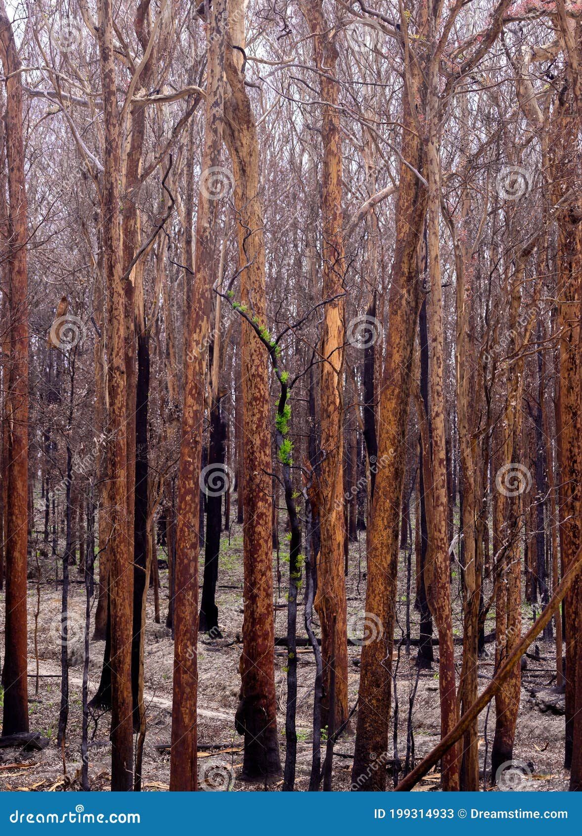 A Tree Growing Back Vegetation among a Forest of Burnt Trees Stock ...