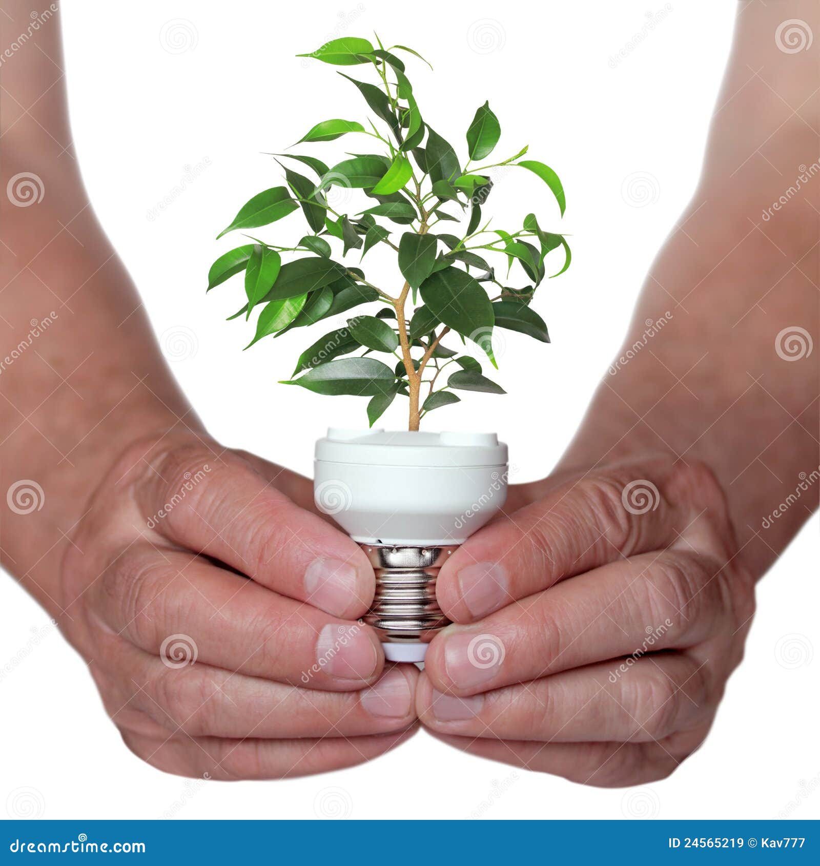 Tree Growing from the Base of the Light Bulb Stock Image - Image of ...