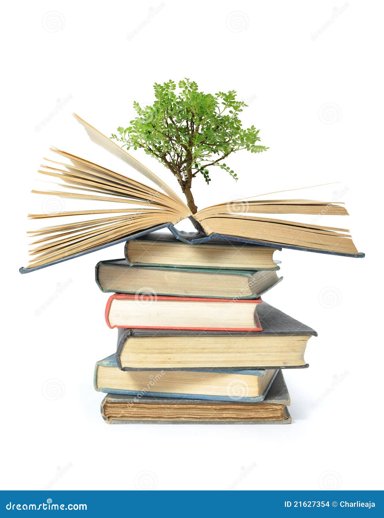 Tree Growing From Book Stock Photo | CartoonDealer.com #21627354