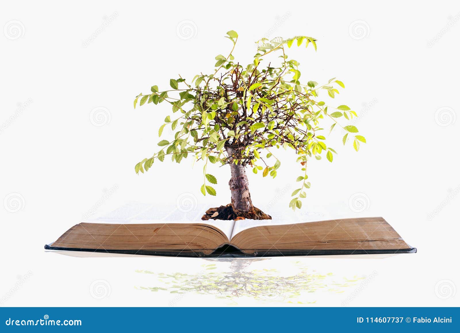 Tree growing on a book stock image. Image of magic, information - 114607737