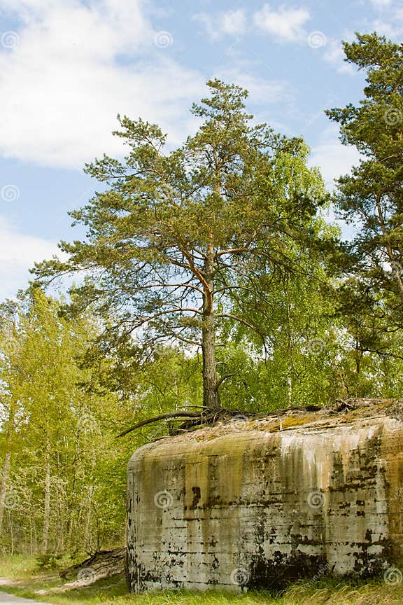 Tree Growing in the Bunker. Stock Image - Image of beauty, blue: 22963083