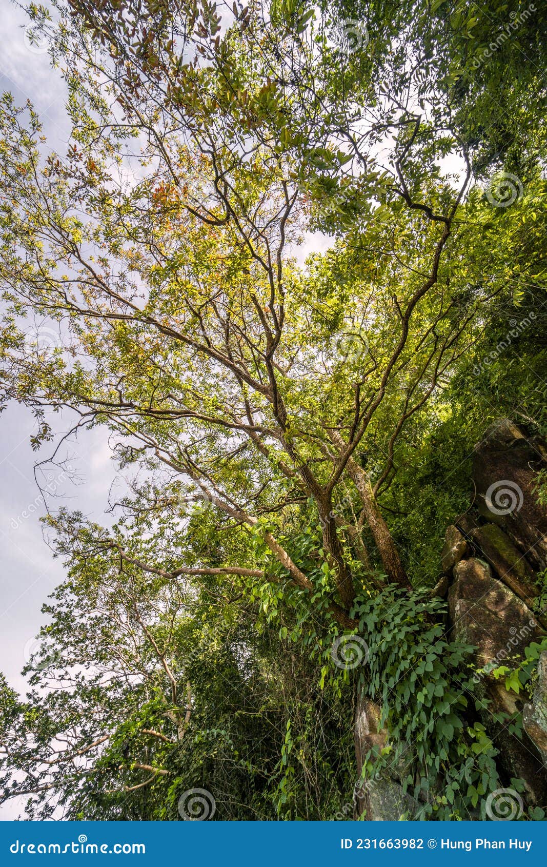 Tree growing on the cliff stock photo. Image of cloud - 231663982