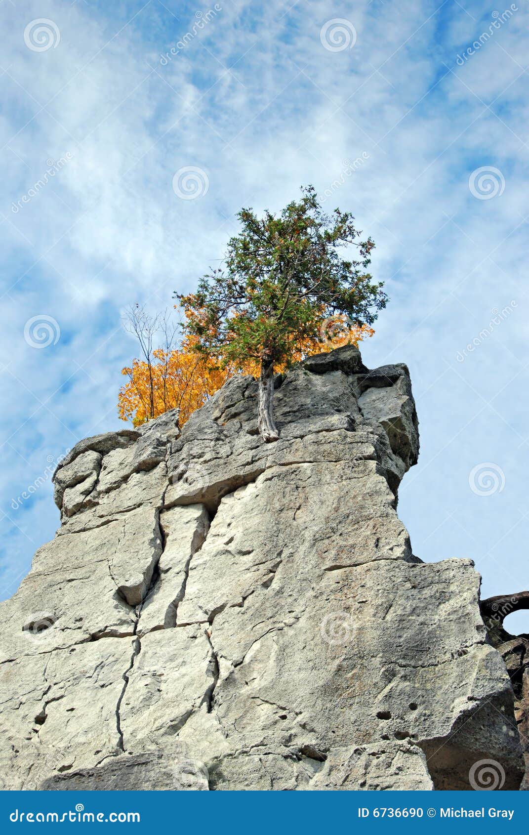 Tree Growing on a Cliff Face Stock Photo - Image of growing, crack: 6736690