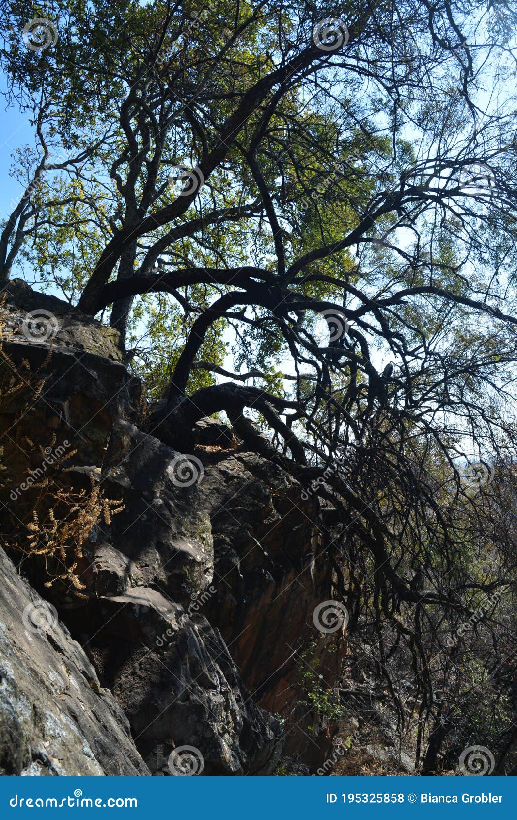 Tree growing on cliff side stock photo. Image of woodland - 195325858