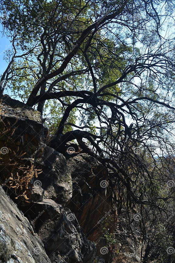Tree growing on cliff side stock photo. Image of woodland - 195325858