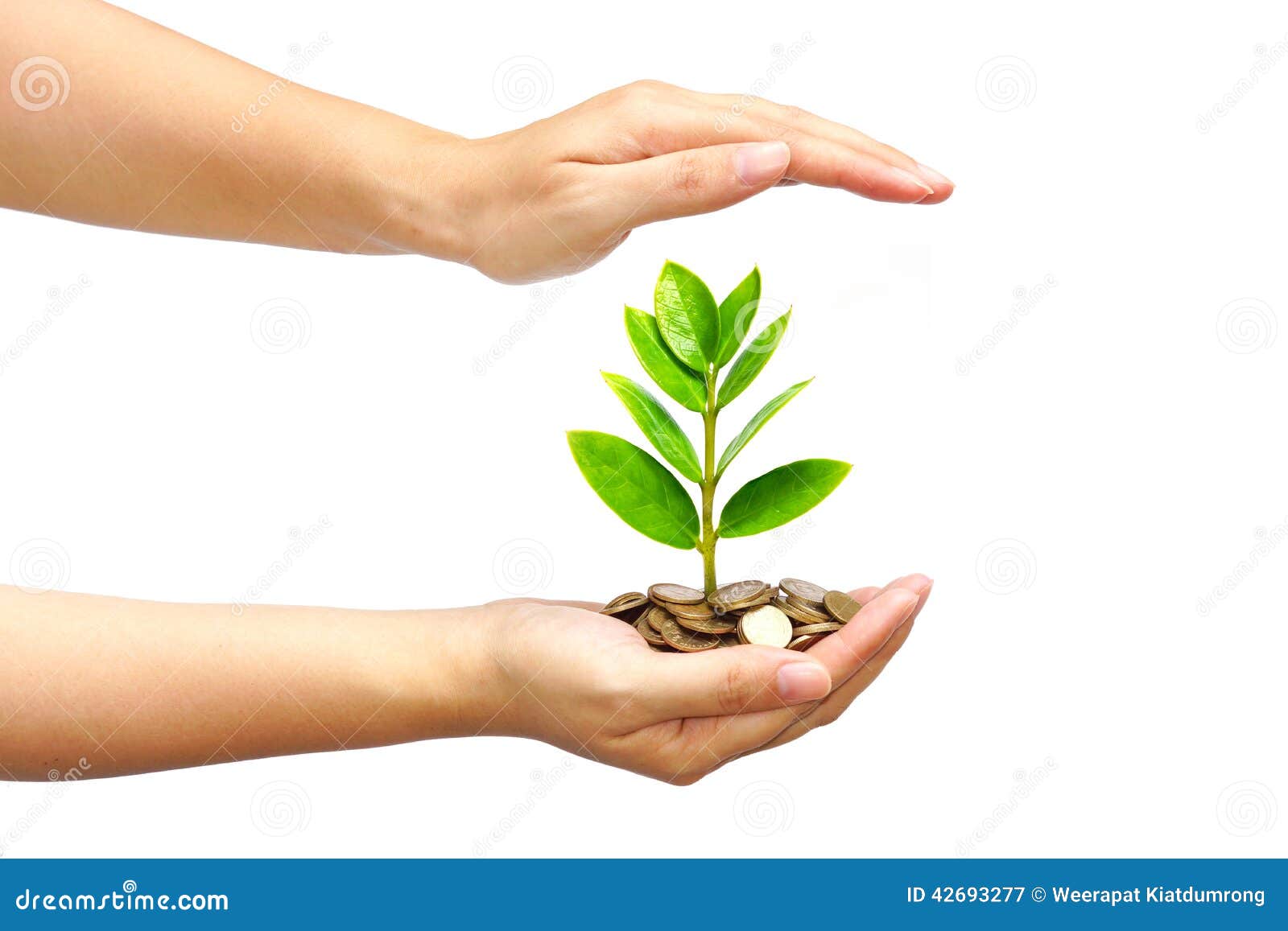 Tree growing on coins stock image. Image of agriculture - 42693277