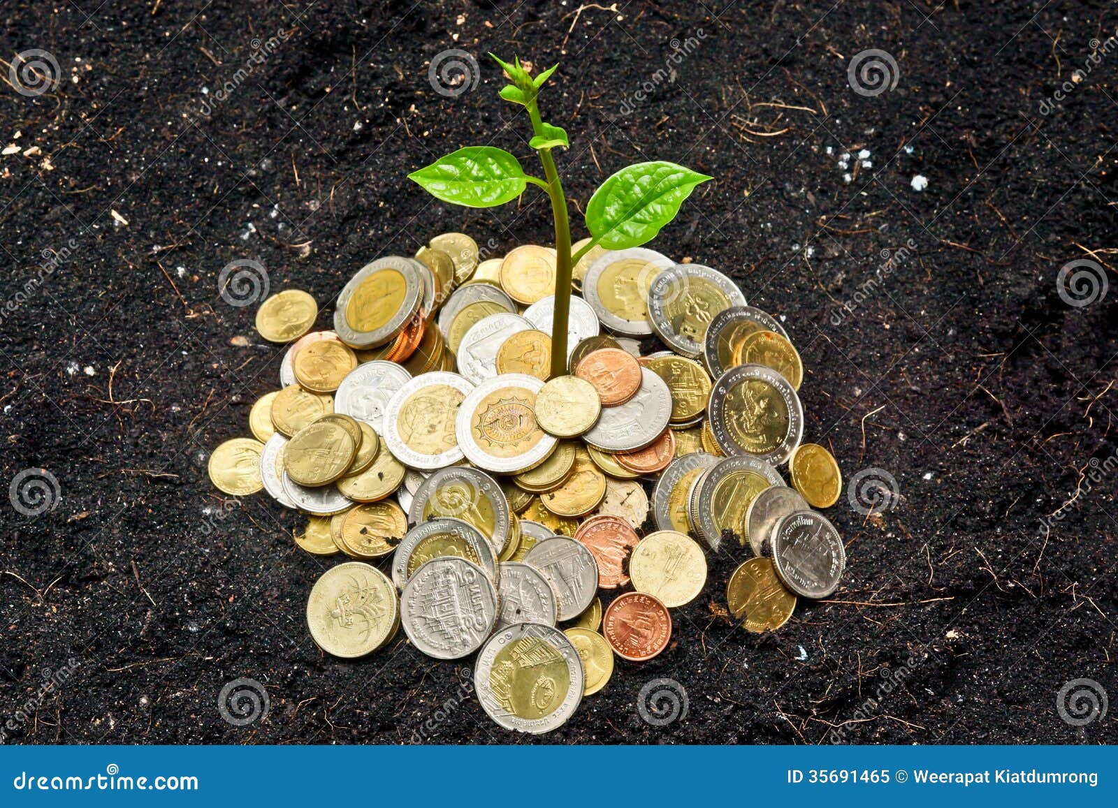 Tree growing on coins stock image. Image of friendly - 35691465
