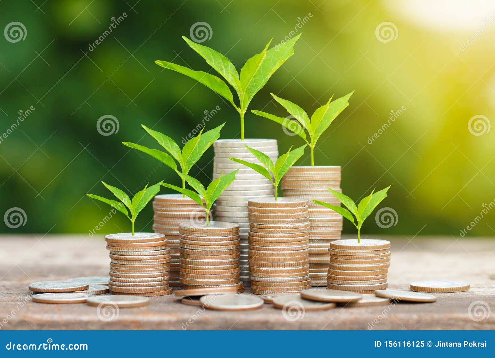 Tree Growing on Coins Stack with Sunray for Saving Money Stock Image ...