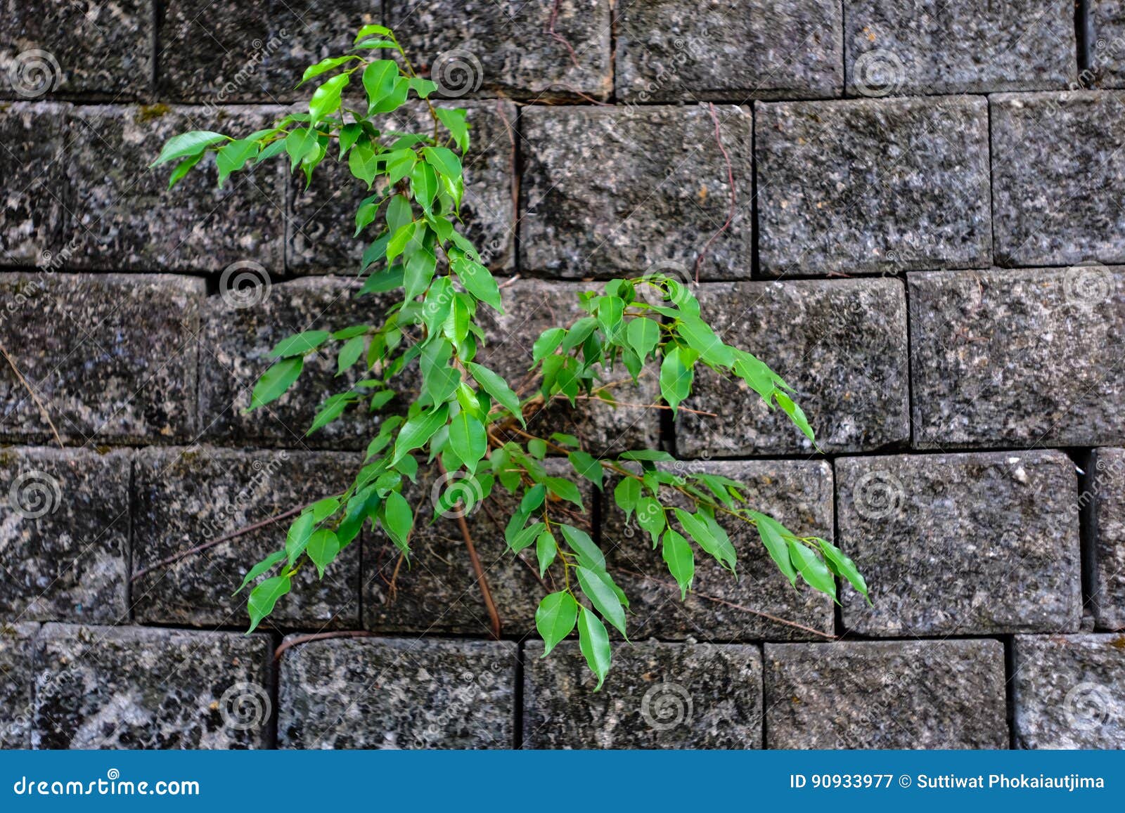 Tree Growing through Concrete Crack Stock Image - Image of sand ...