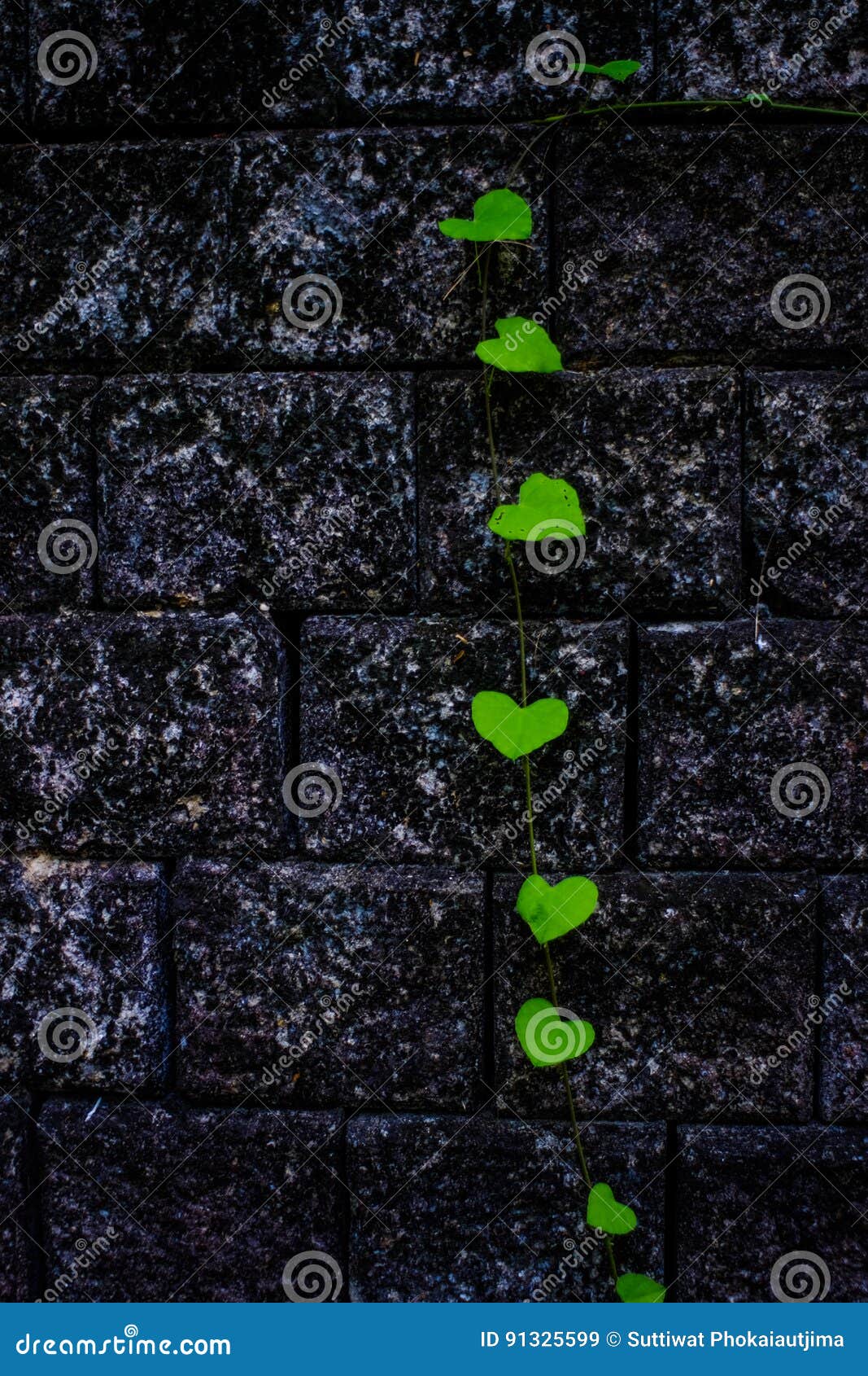 Tree Growing through Concrete Crack Stock Image - Image of soil, lush ...