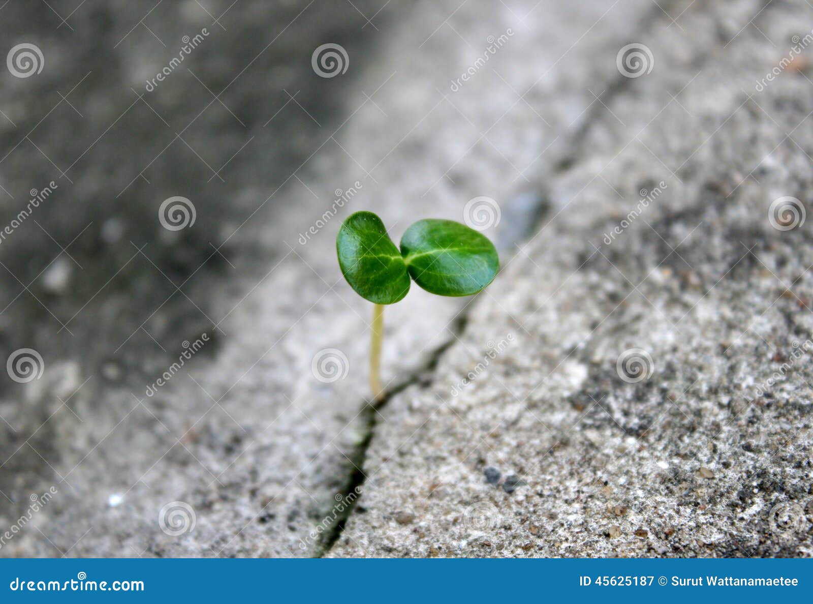 Tree Growing through Concrete Crack Stock Image - Image of endurance ...