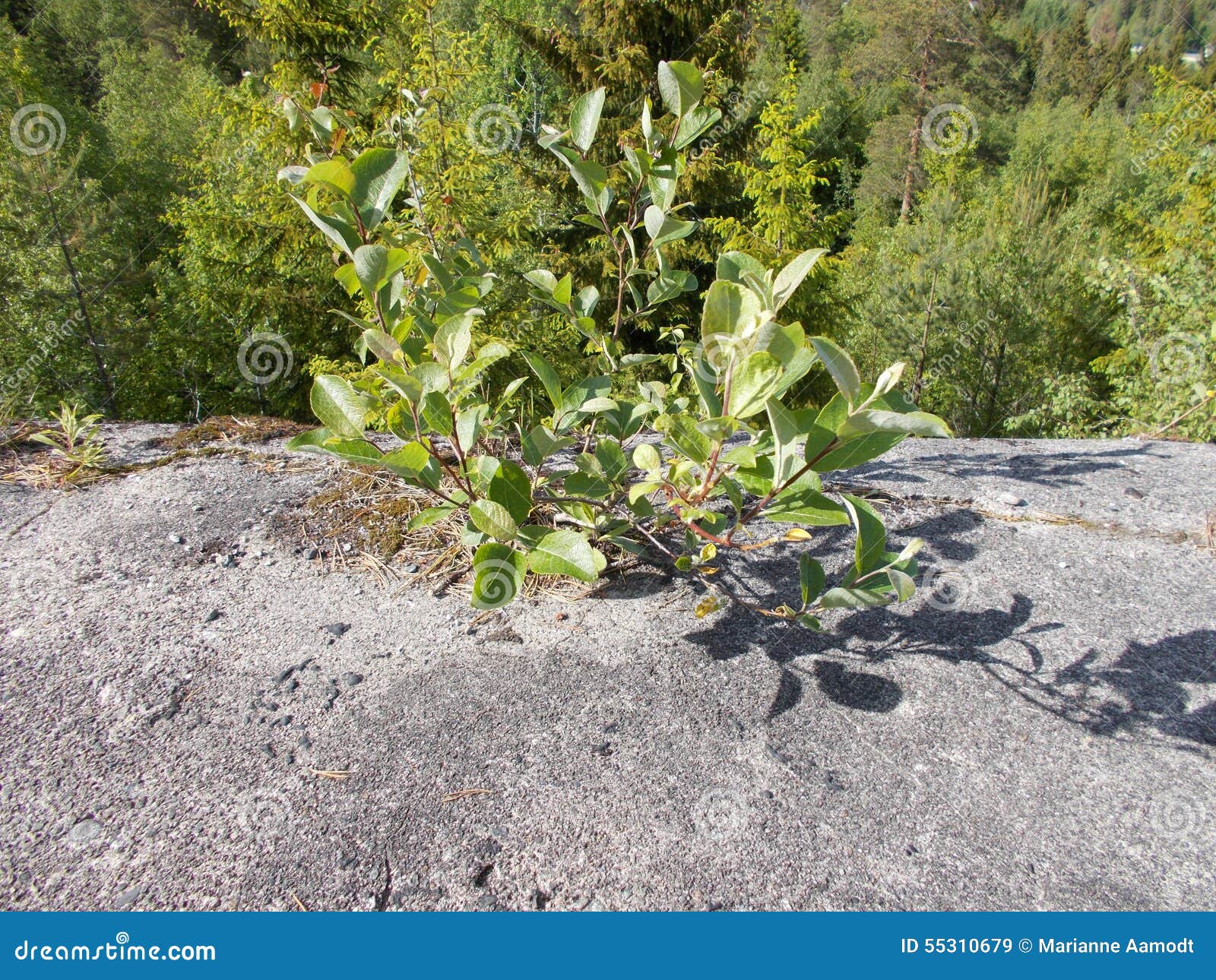 Tree growing from concrete stock image. Image of concrete - 55310679