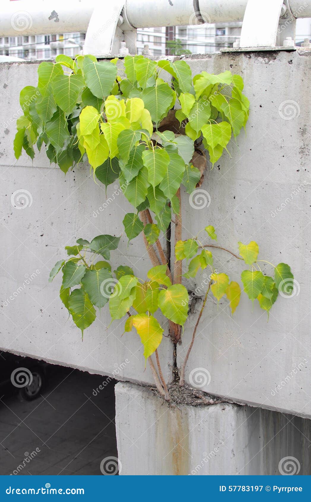 Tree Growing through Concrete Structure Stock Image - Image of nature ...
