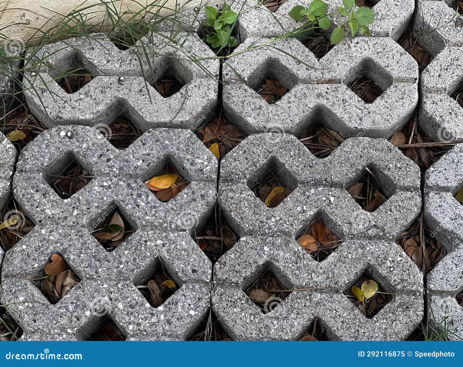 A Tree Growing through a Concrete Wall Stock Image - Image of flora ...