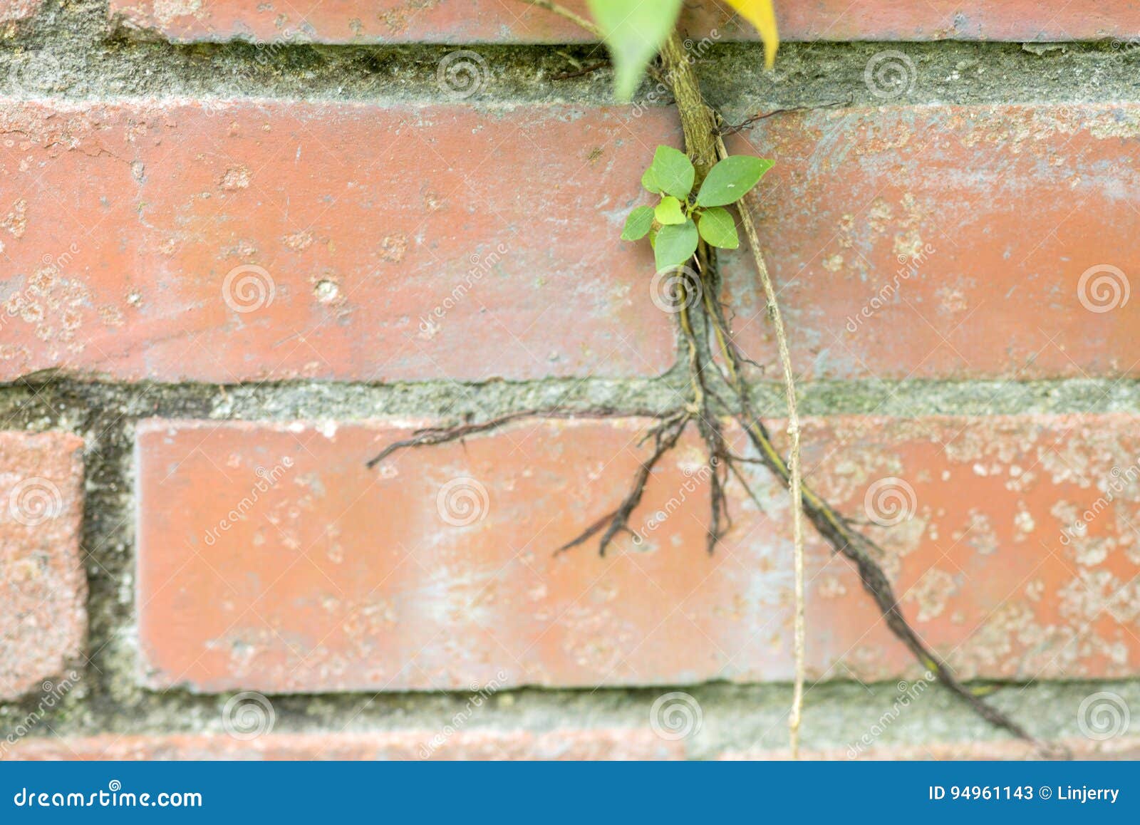Tree Growing on Concrete Wall Stock Image - Image of nature, green ...