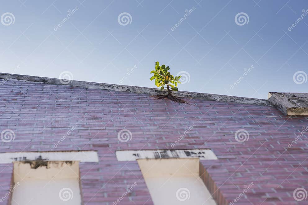 Tree Growing on Concrete Wall Stock Photo - Image of concrete, natural ...