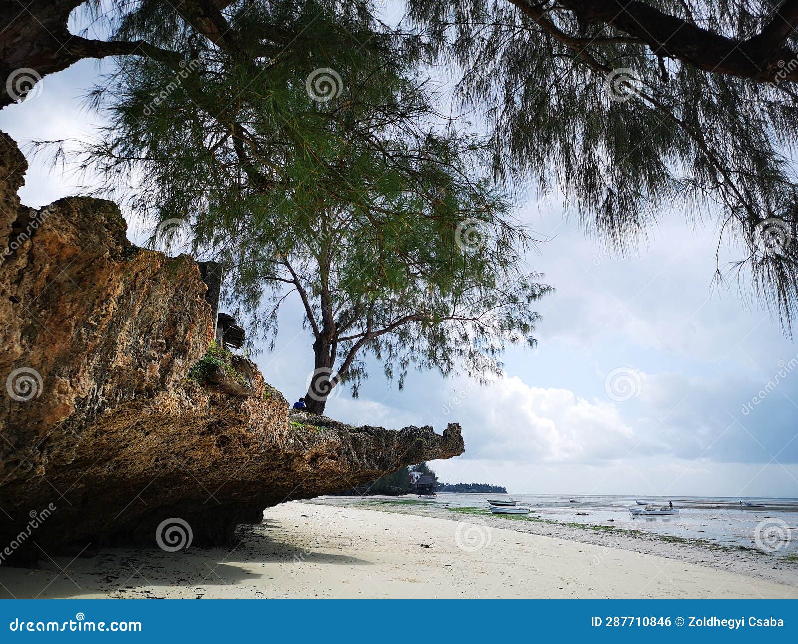 Tree Growing on the Coral Reef Stock Photo - Image of growing, reef ...