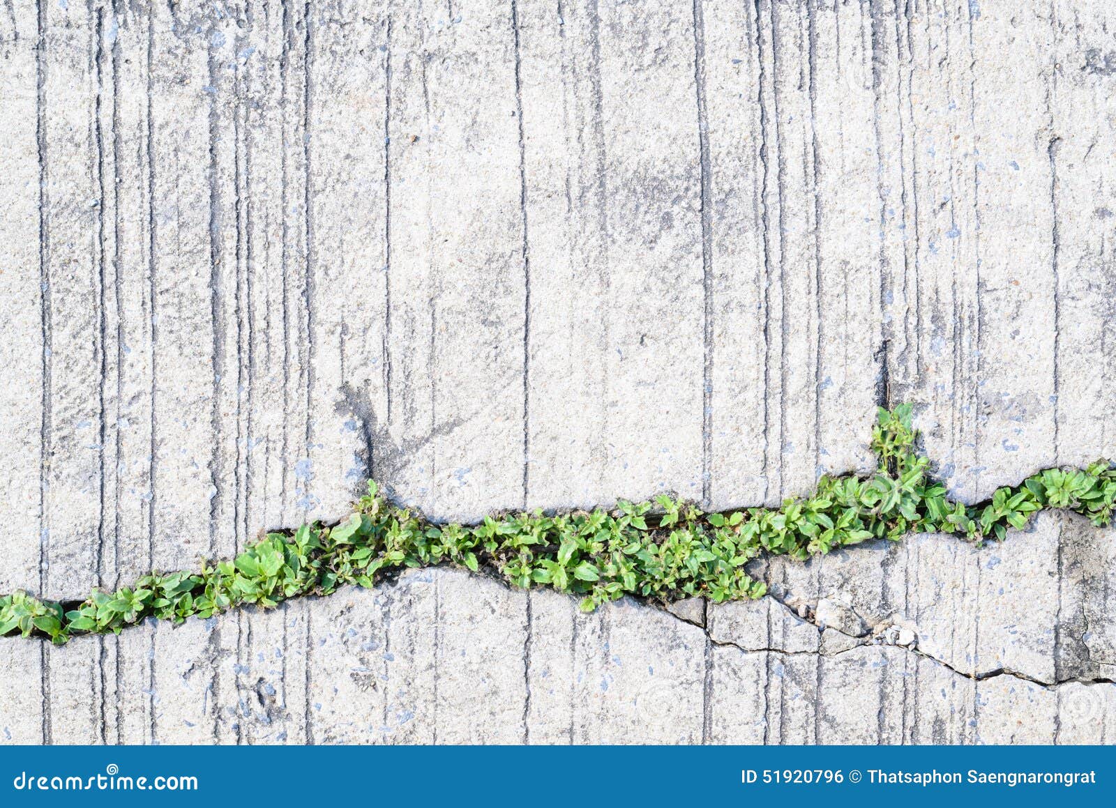 Tree Growing on the Crack Concrete Floor Stock Photo - Image of land ...