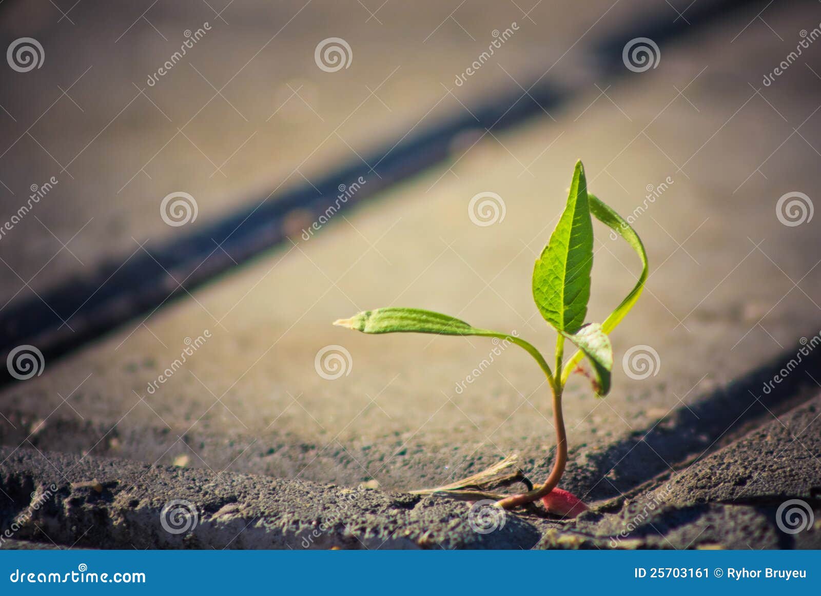 Tree Growing through Crack in Pavement Stock Image - Image of single ...
