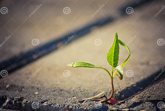Tree Growing through Crack in Pavement Stock Image - Image of single ...