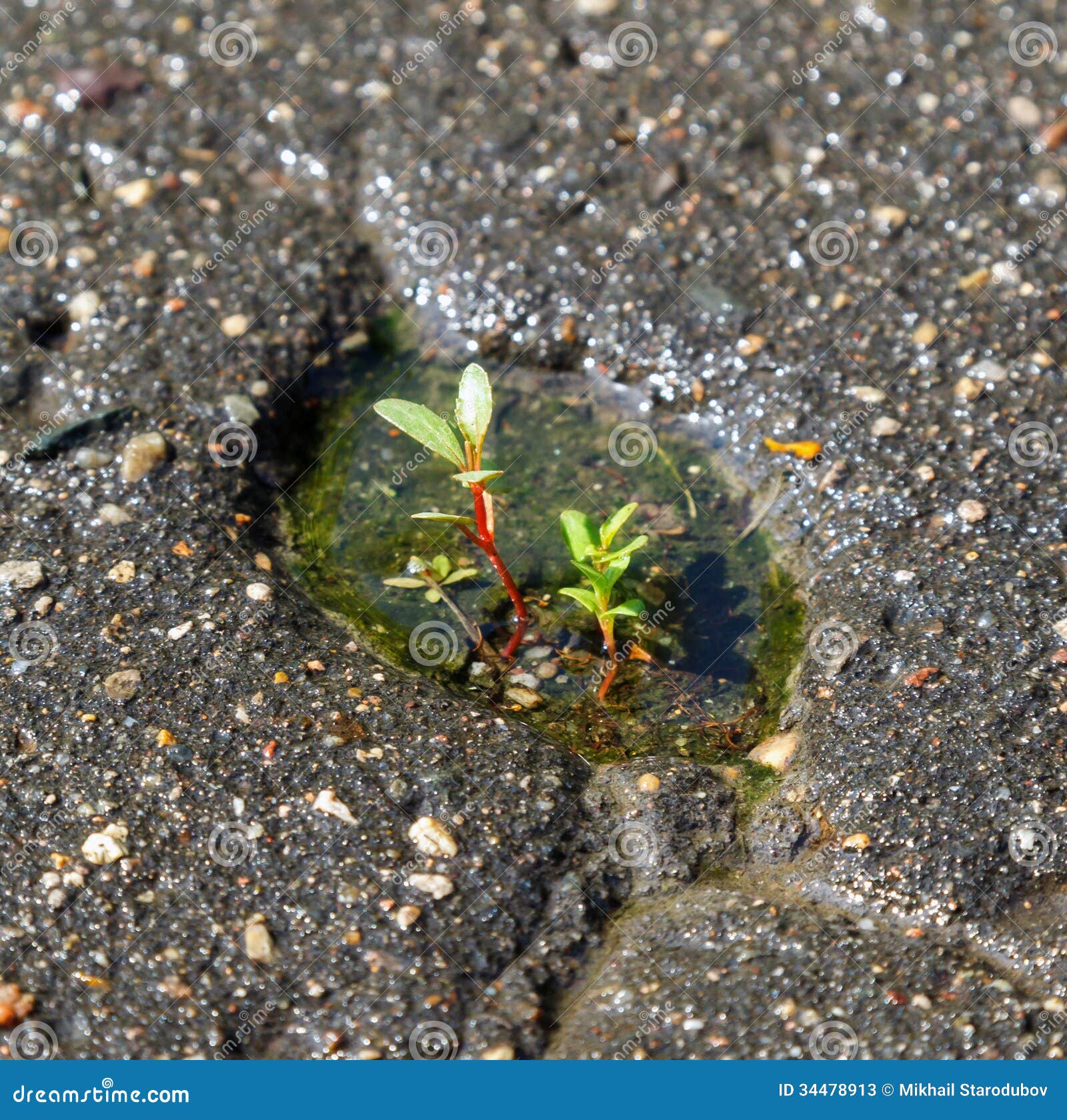 Tree Growing through Crack in Pavement Stock Image - Image of broken ...