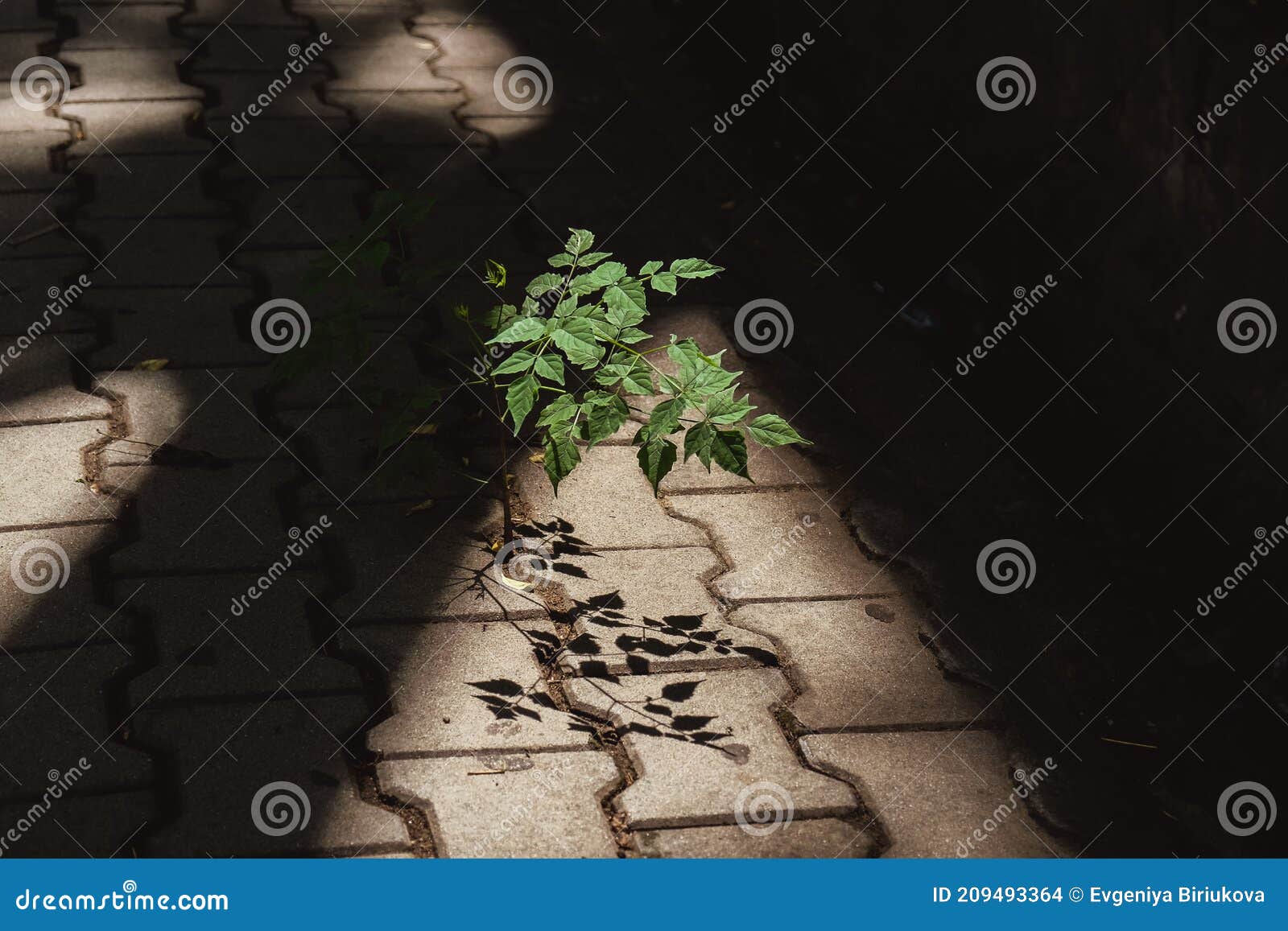 Tree Growing through a Crack in the Sidewalk in a Beam of Light Stock ...