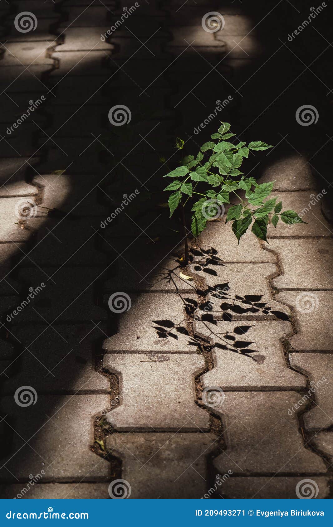 Tree Growing through a Crack in the Sidewalk in a Beam of Light Stock ...